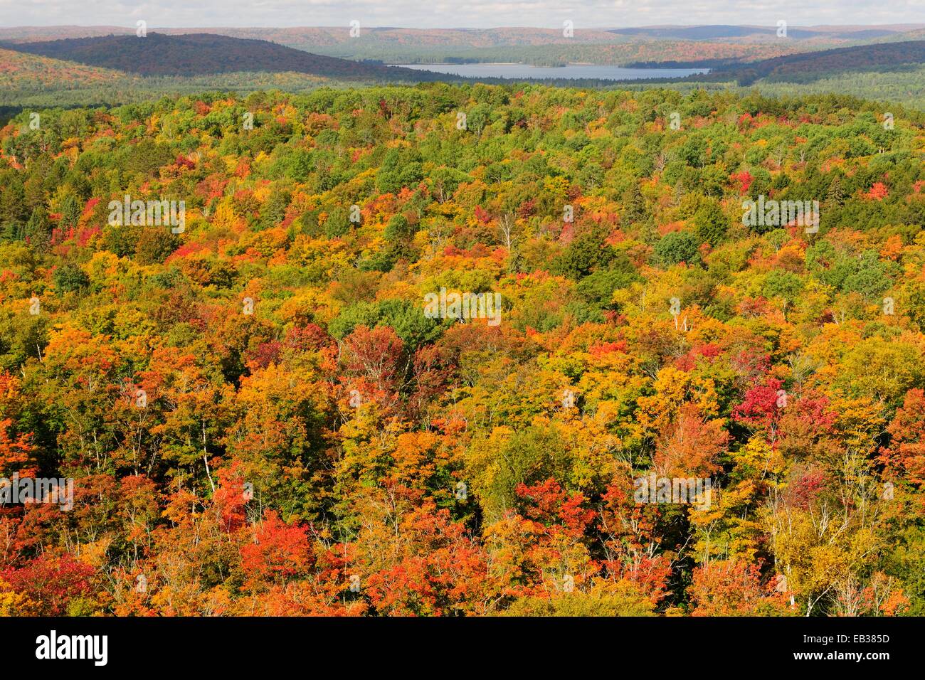 Deciduous forest in autumn colours, Indian Summer, Algonquin Provincial ...