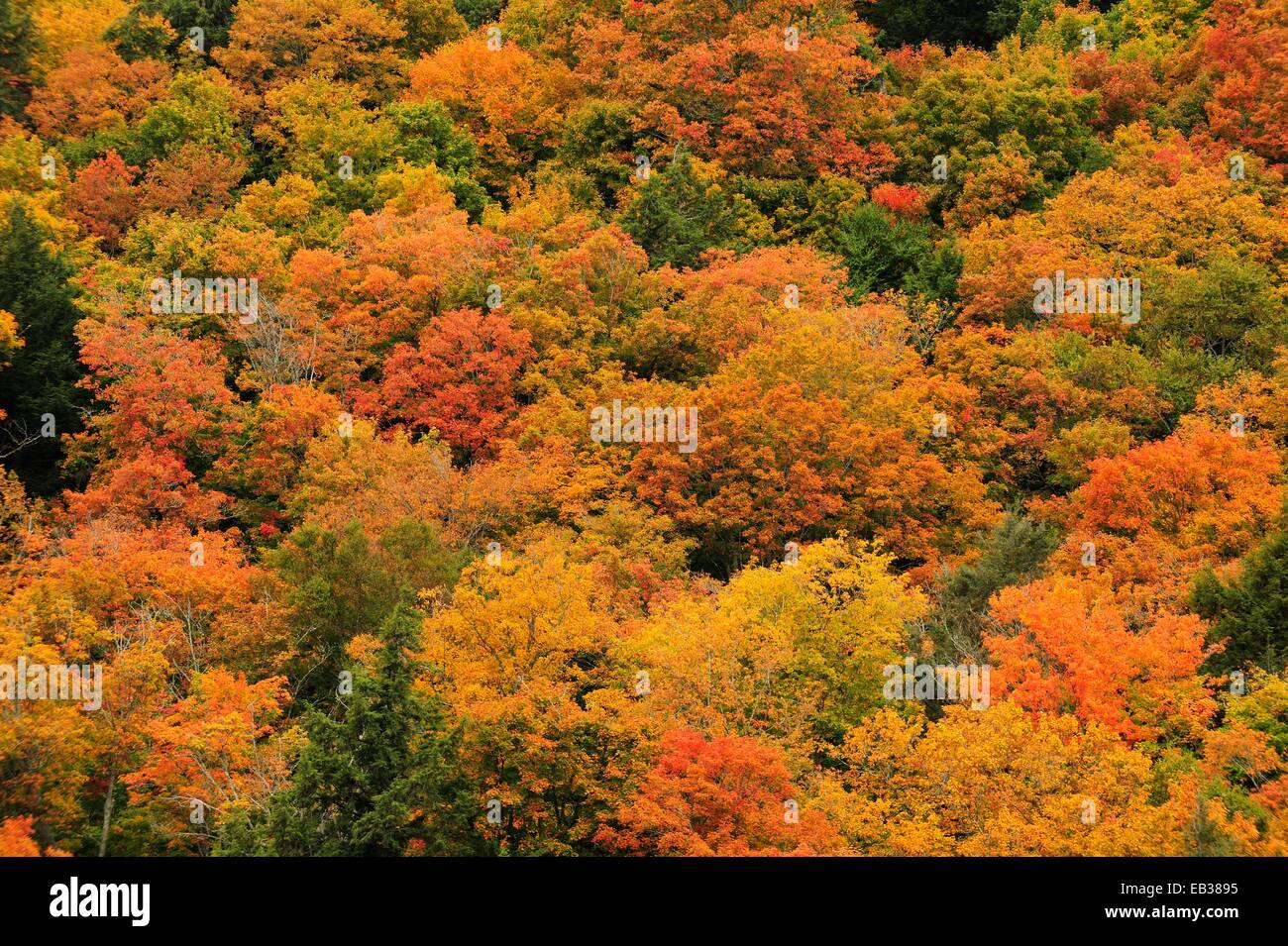 Deciduous forest in autumn colours, Indian Summer, Algonquin Provincial ...