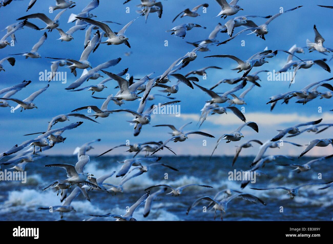 Flying Flock Of Gulls High Resolution Stock Photography and Images - Alamy