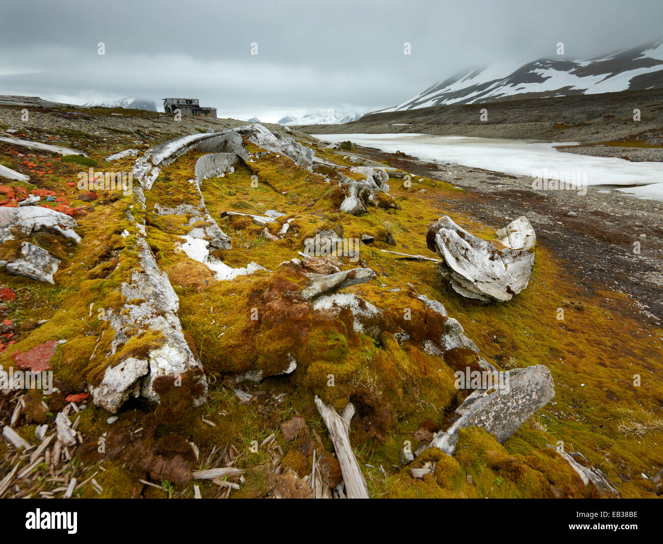 Old whale bones, overgrown with moss, Spitsbergen Island, Svalbard ...