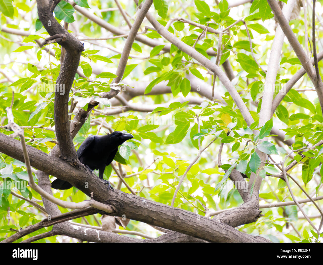 Species american crow hi-res stock photography and images - Alamy