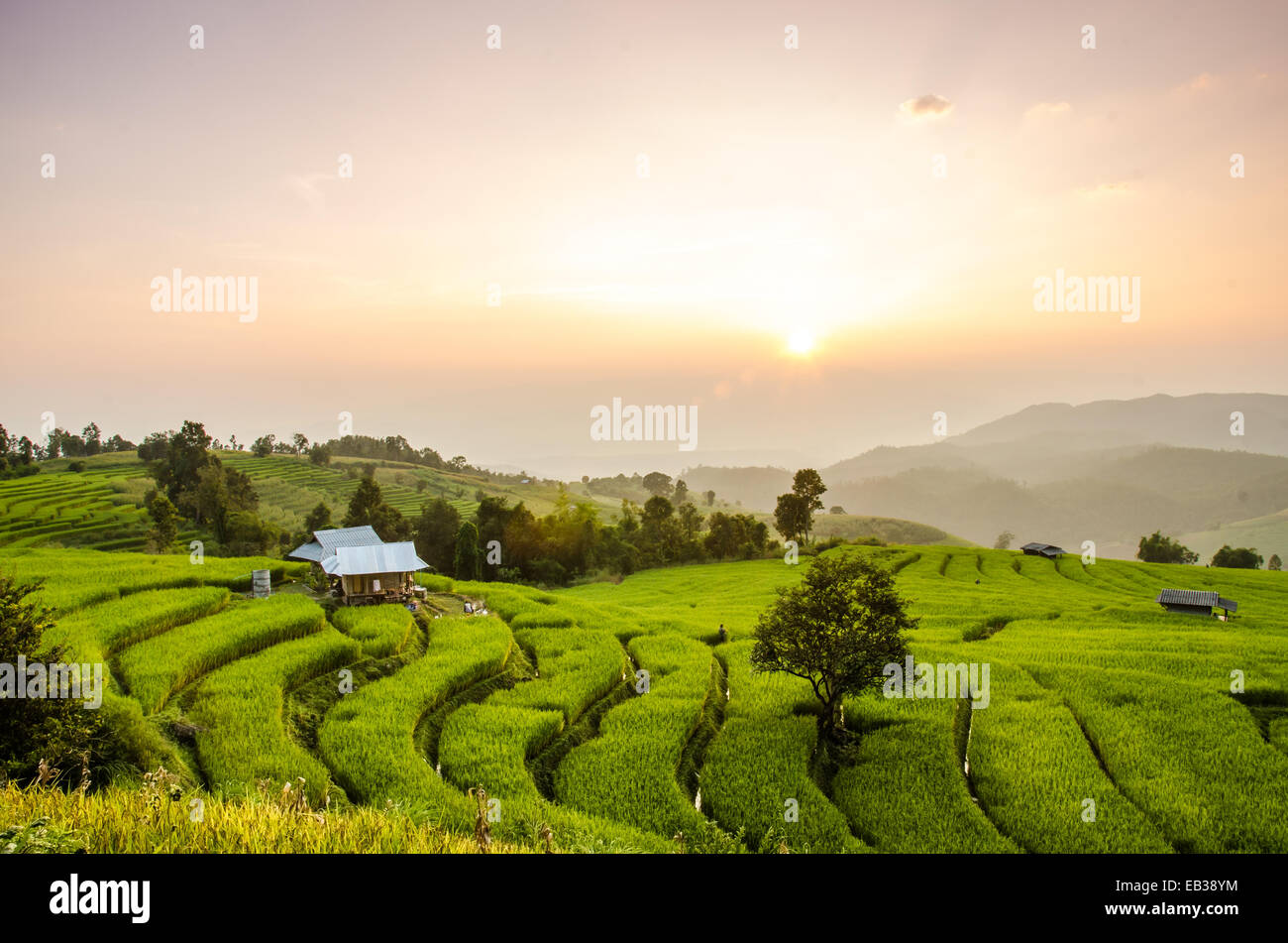 Step paddy field hi-res stock photography and images - Alamy