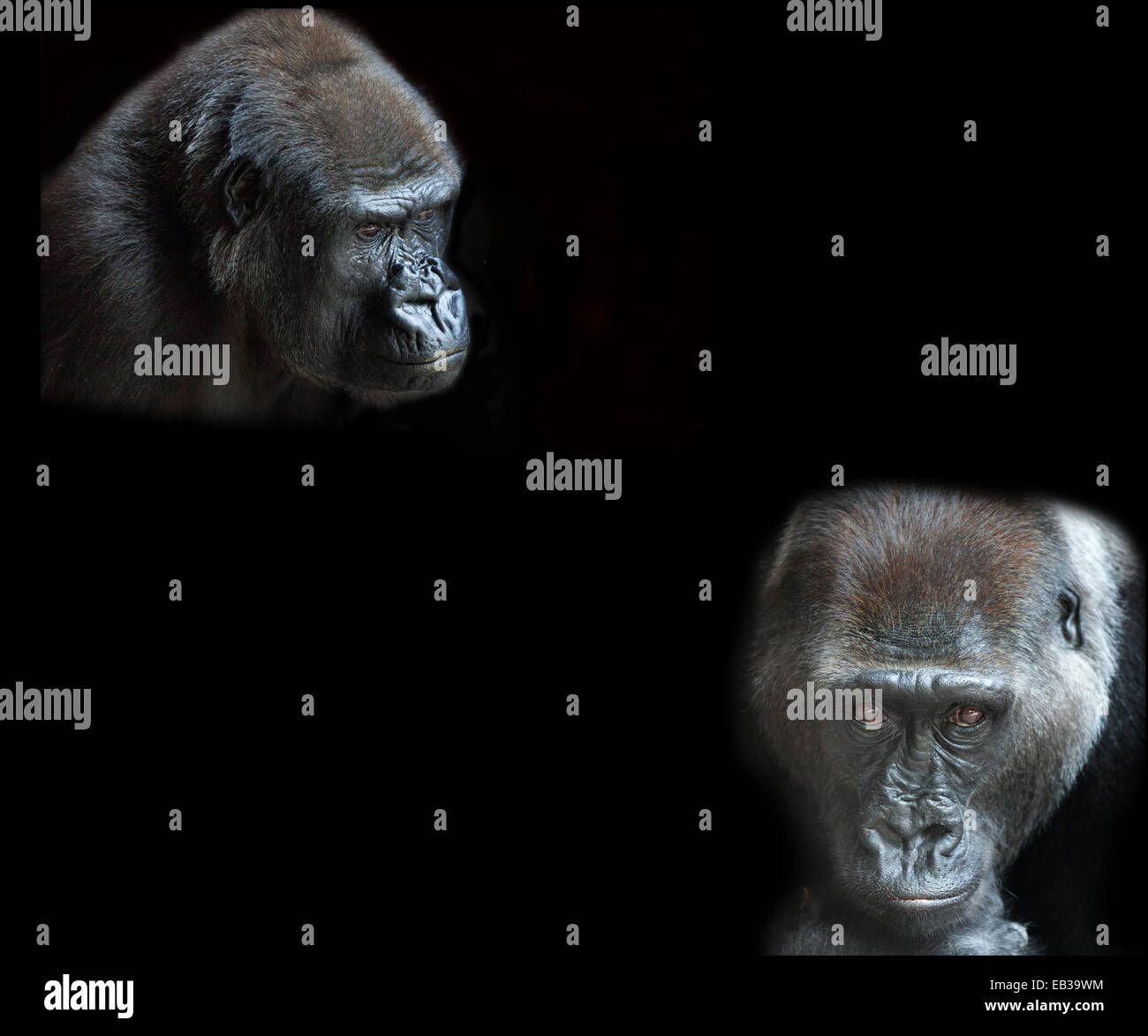 Huge gorilla hi-res stock photography and images - Alamy