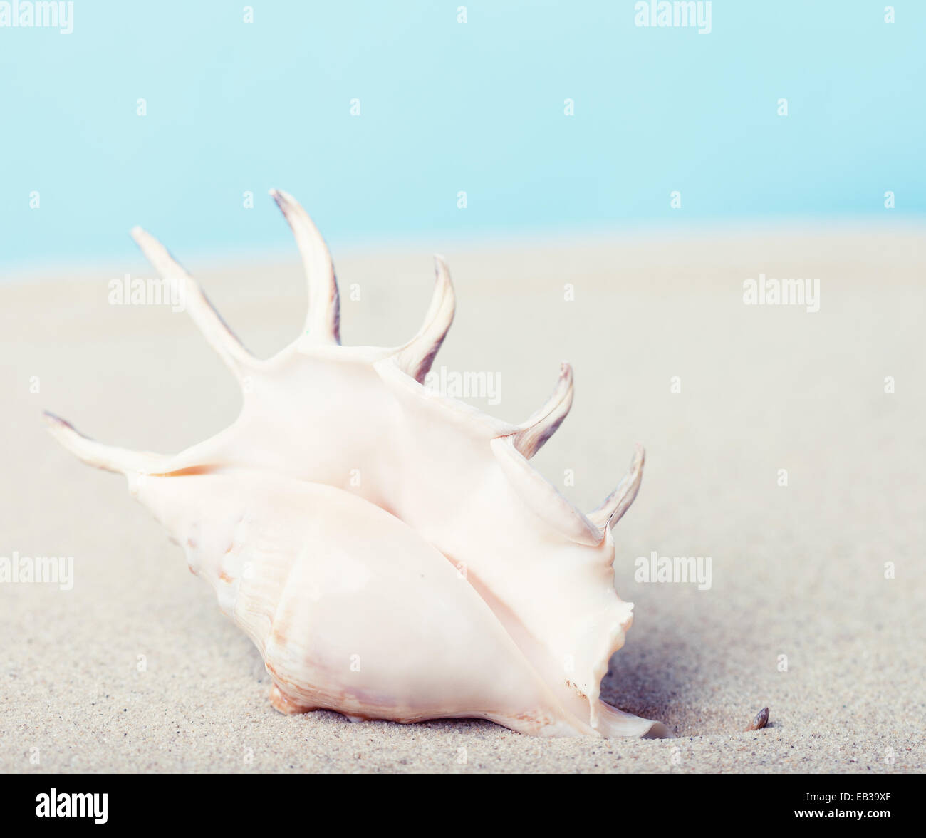 Sea shell on a beach Stock Photo - Alamy
