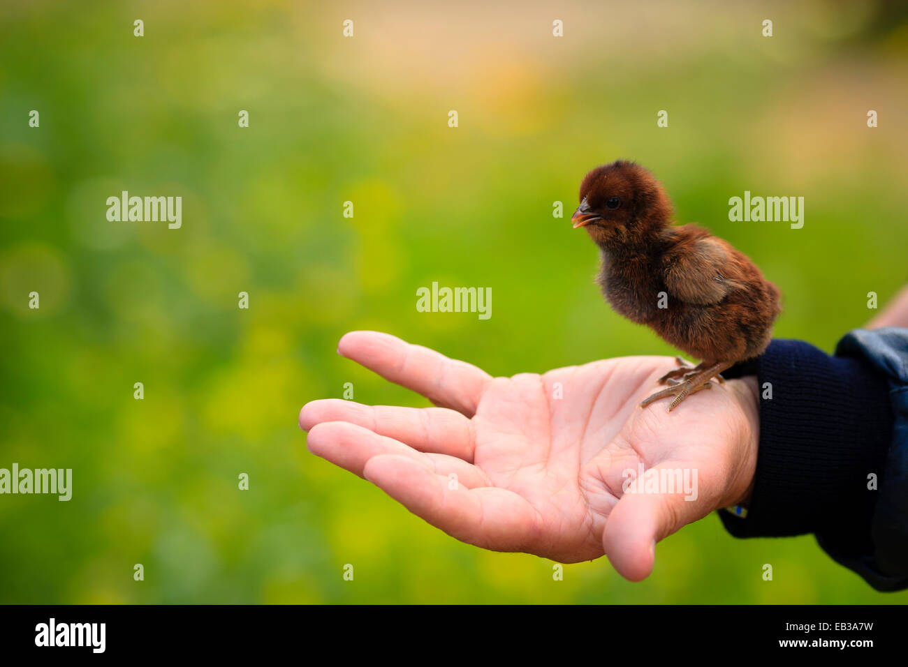 Person holding chick Stock Photo - Alamy