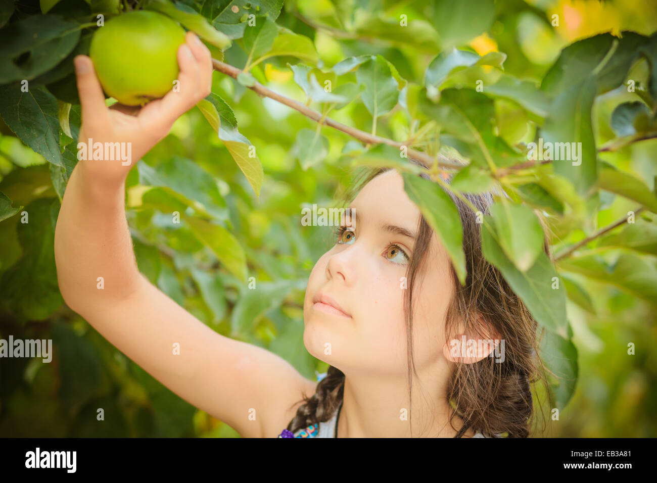 Apple from tree hi-res stock photography and images - Alamy