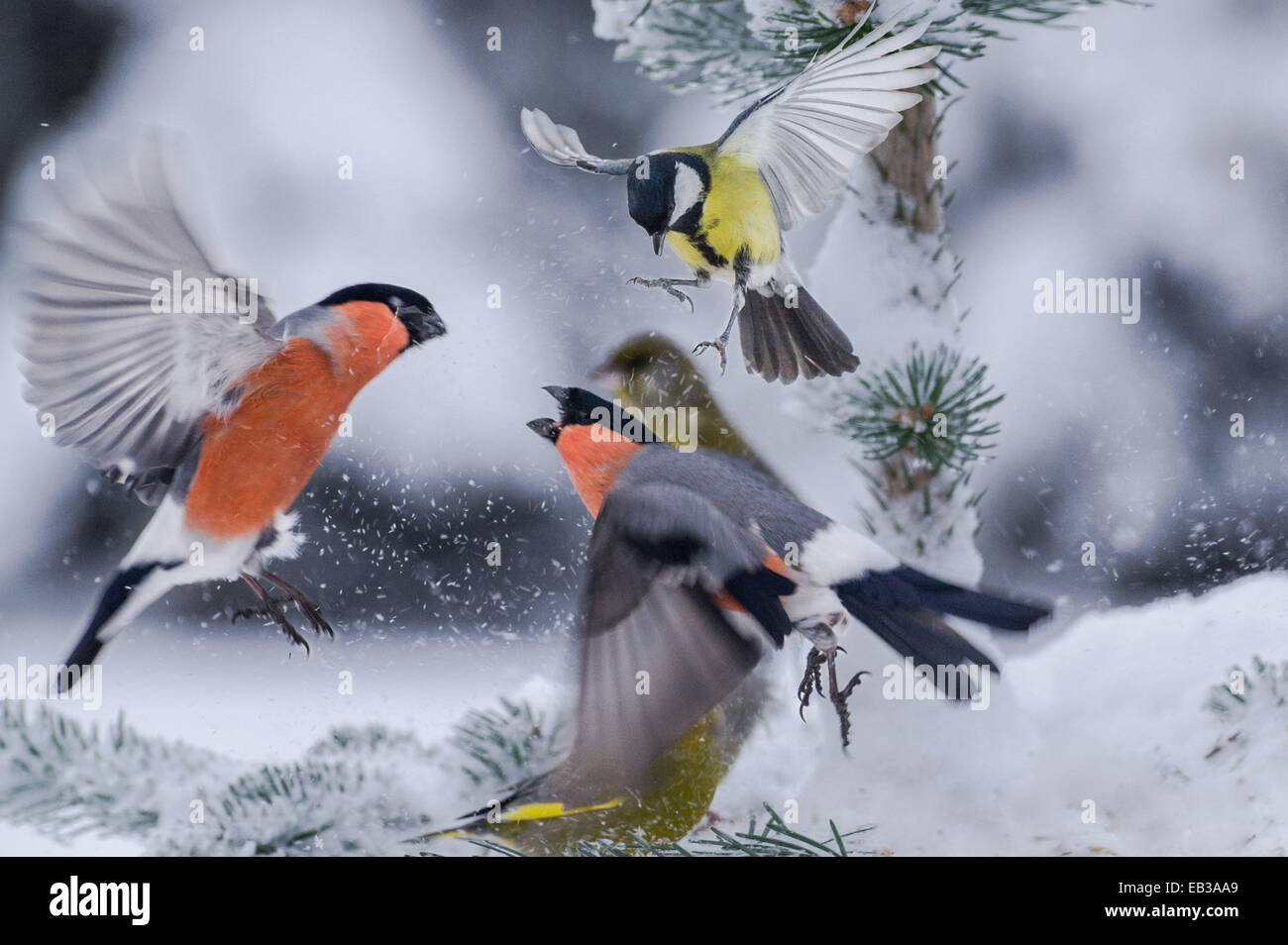Bullfinches hi-res stock photography and images - Alamy