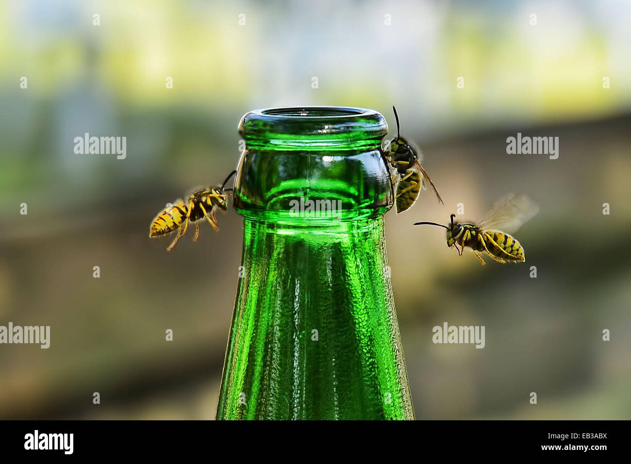 Flying wasps hi-res stock photography and images - Alamy