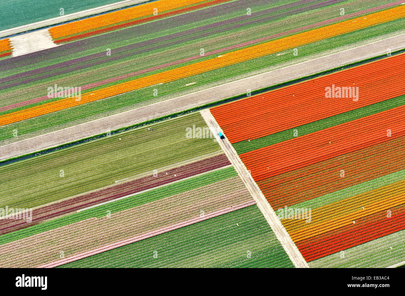 Aerial view of tulip fields, North Holland, Netherlands Stock Photo - Alamy