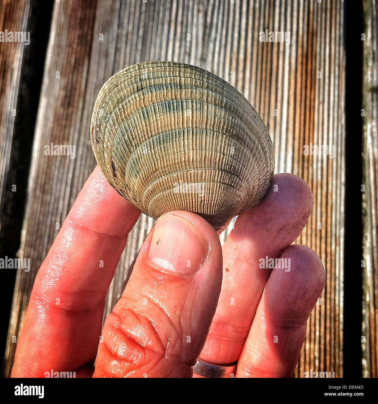 Close up of man holding clam on wooden dock Stock Photo - Alamy