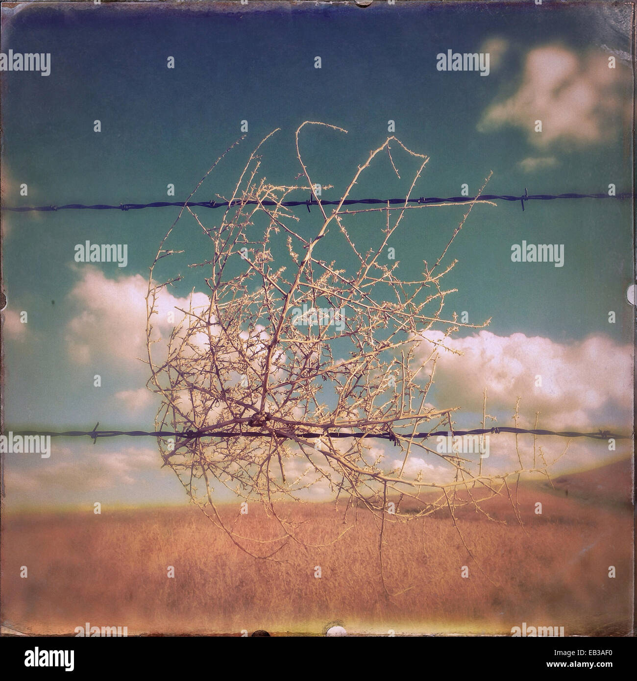 Tumbleweed stuck in fence hi-res stock photography and images - Alamy