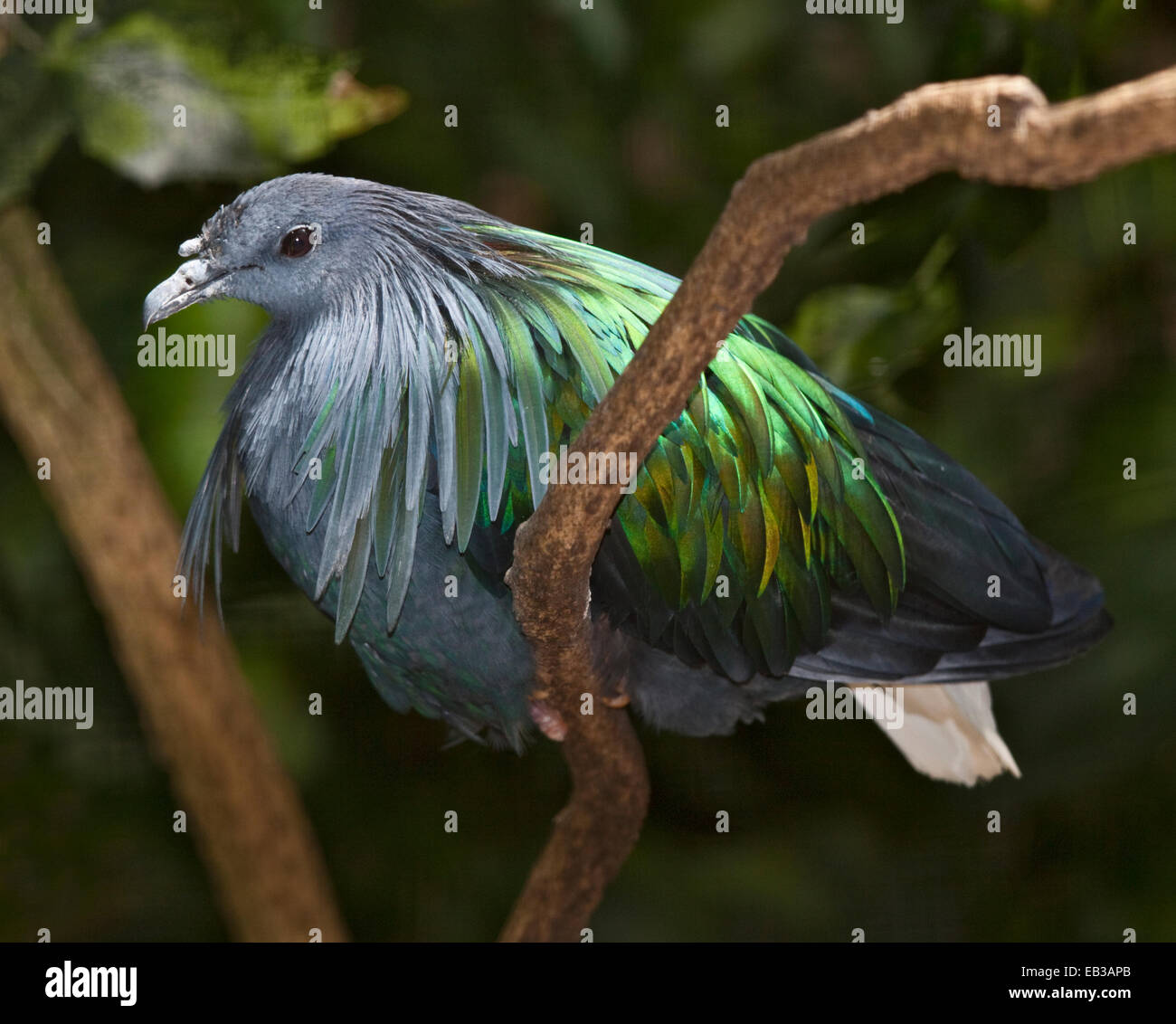 Nicobar Pigeon (caloenas nicobarica Stock Photo - Alamy