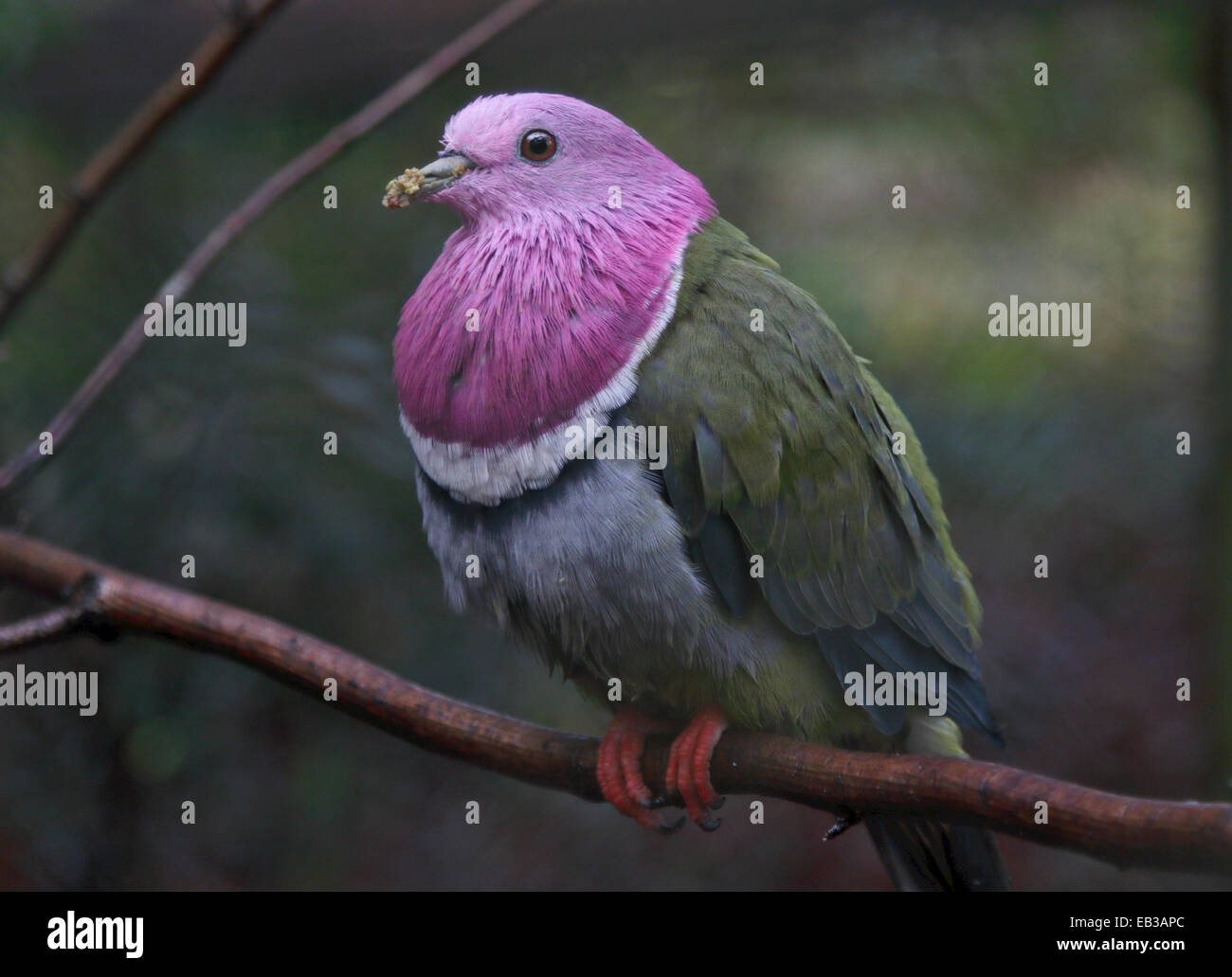 Pink Headed Fruit Dove (ptilinopus porphyreus Stock Photo - Alamy