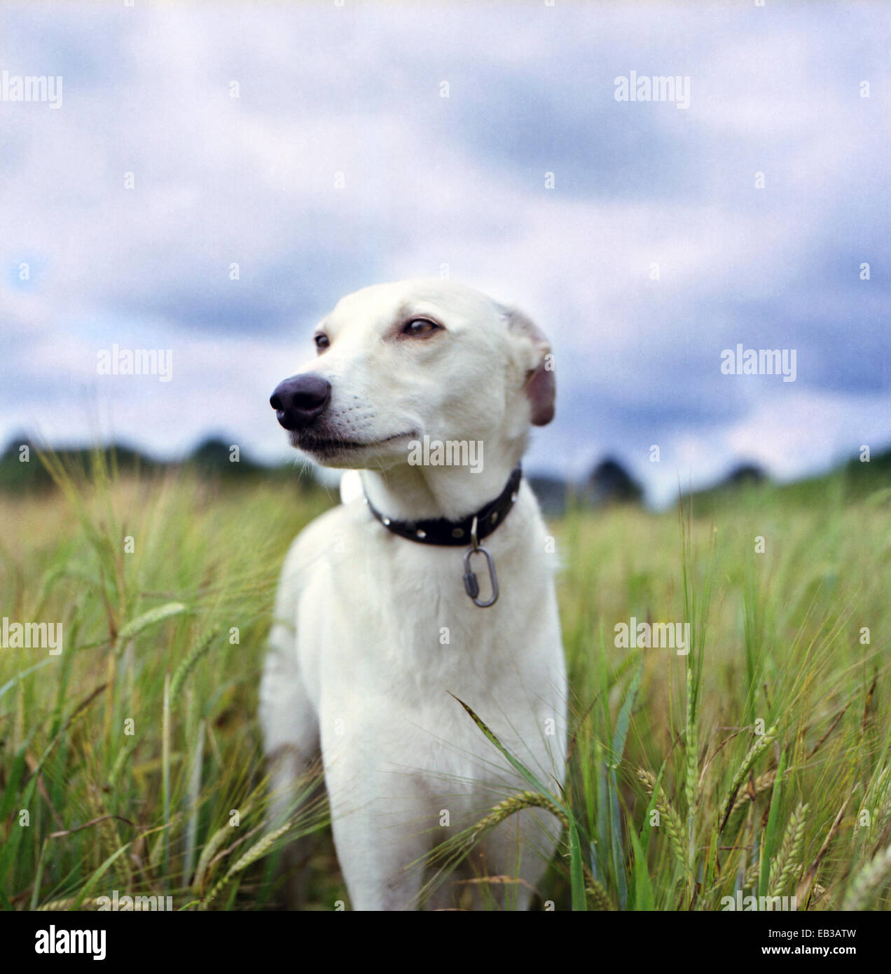 Whippet dog hi-res stock photography and images - Alamy