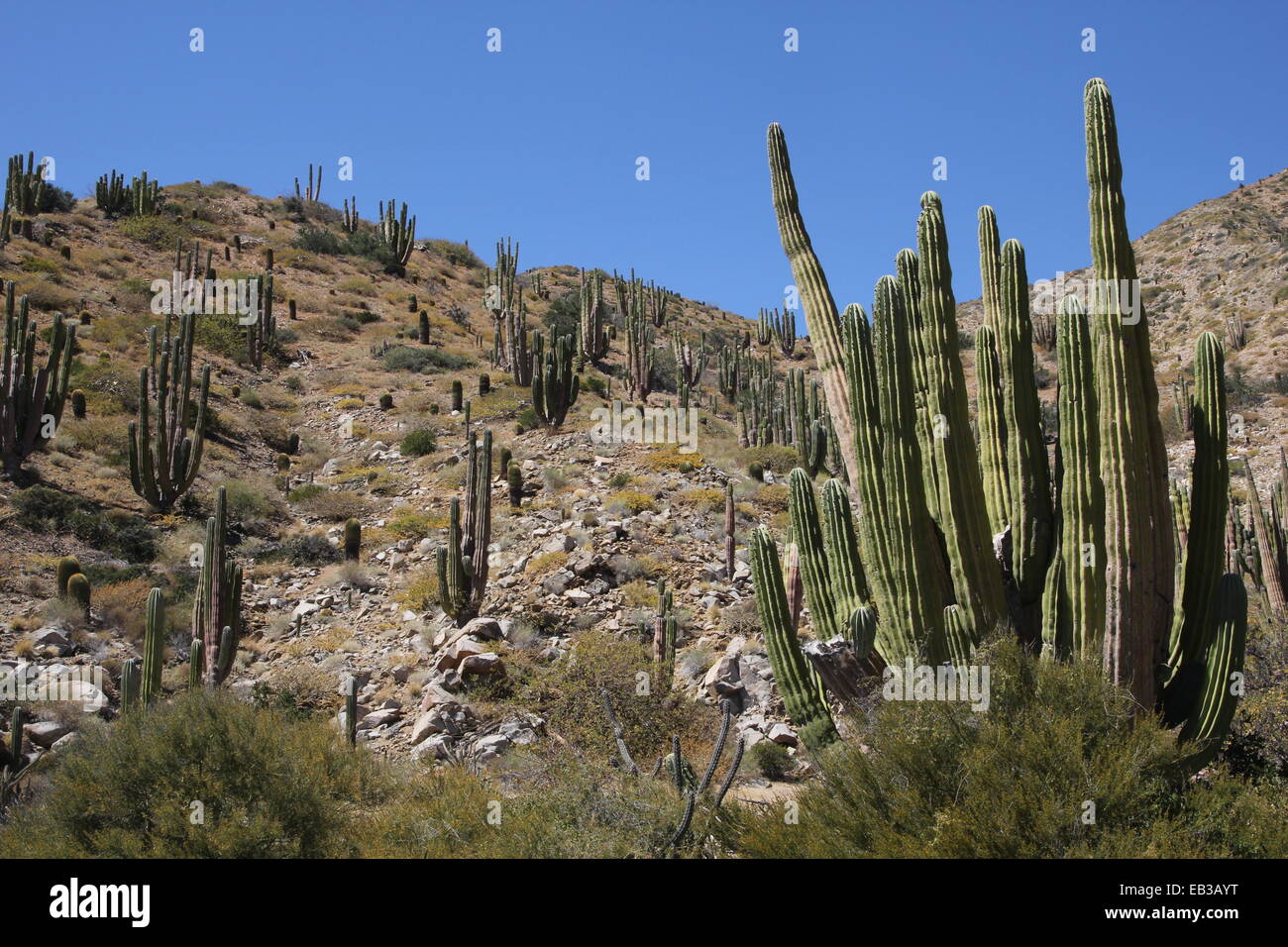 Mexico desert landscape cactus hi-res stock photography and images - Alamy