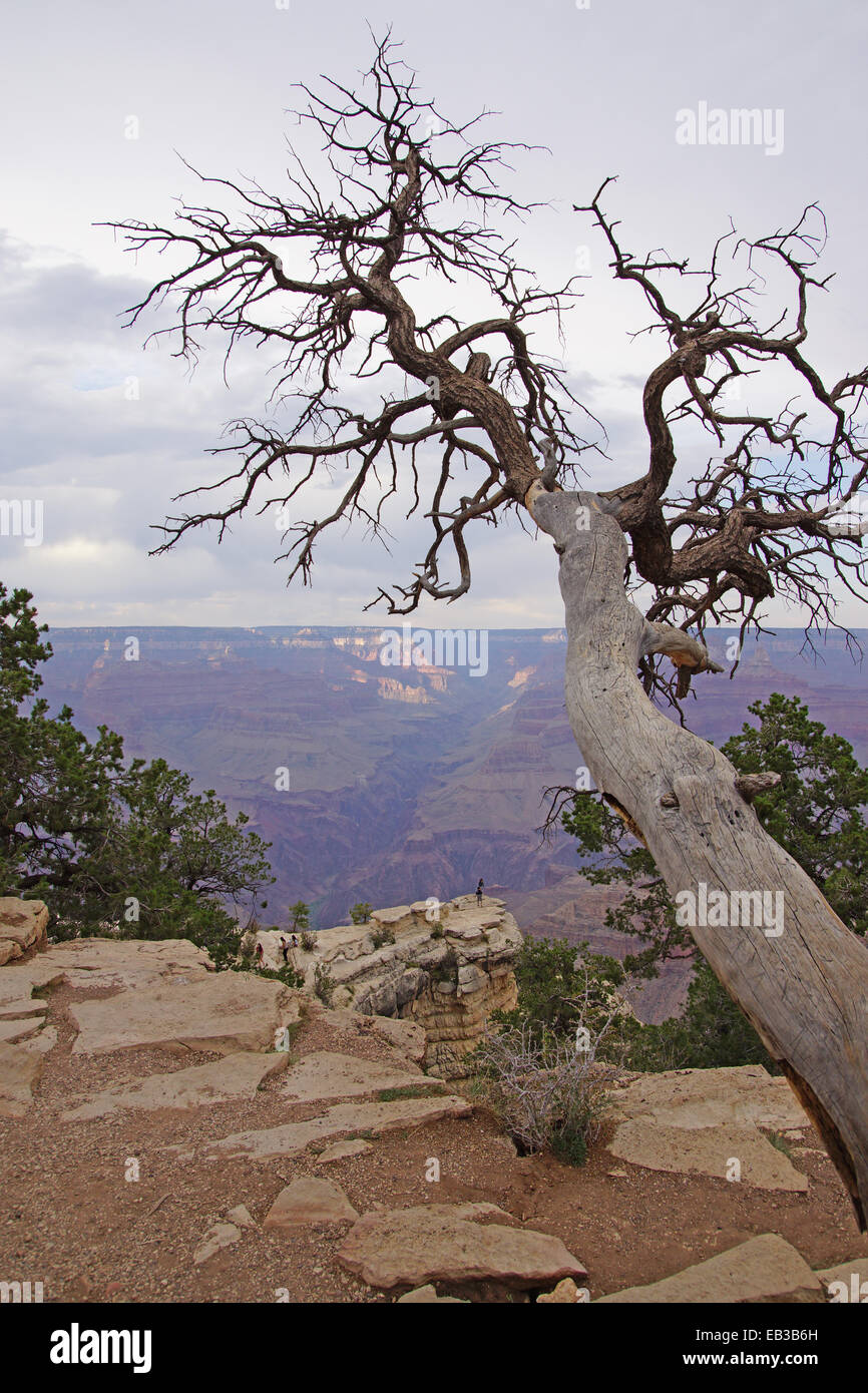 Grand Canyon Trail Tree Stock Photo - Alamy
