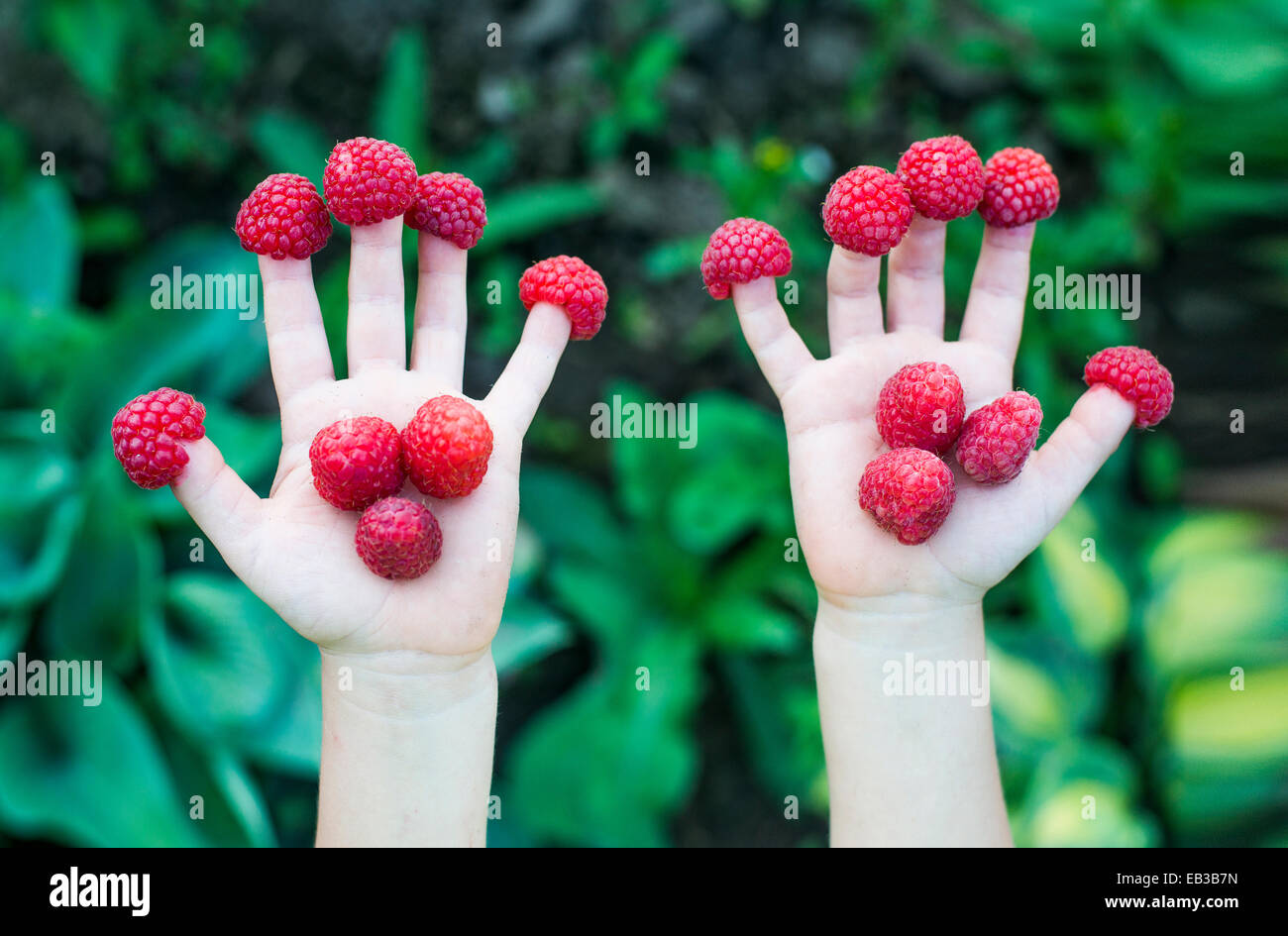 Close up of child holding raspberries on fingers Stock Photo - Alamy