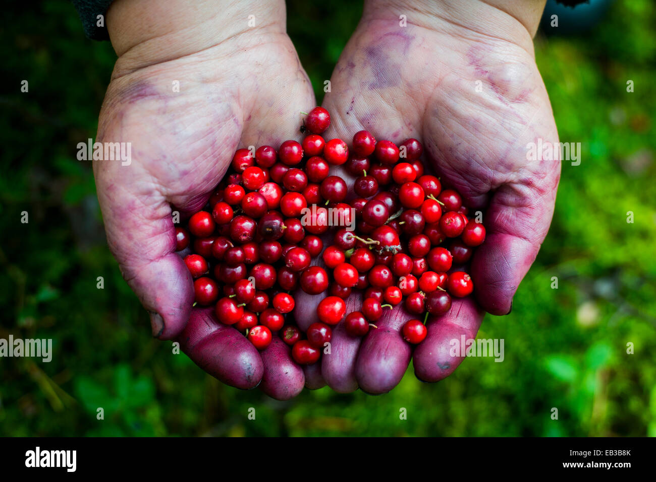 Close up of stained hands holding red berries Stock Photo - Alamy