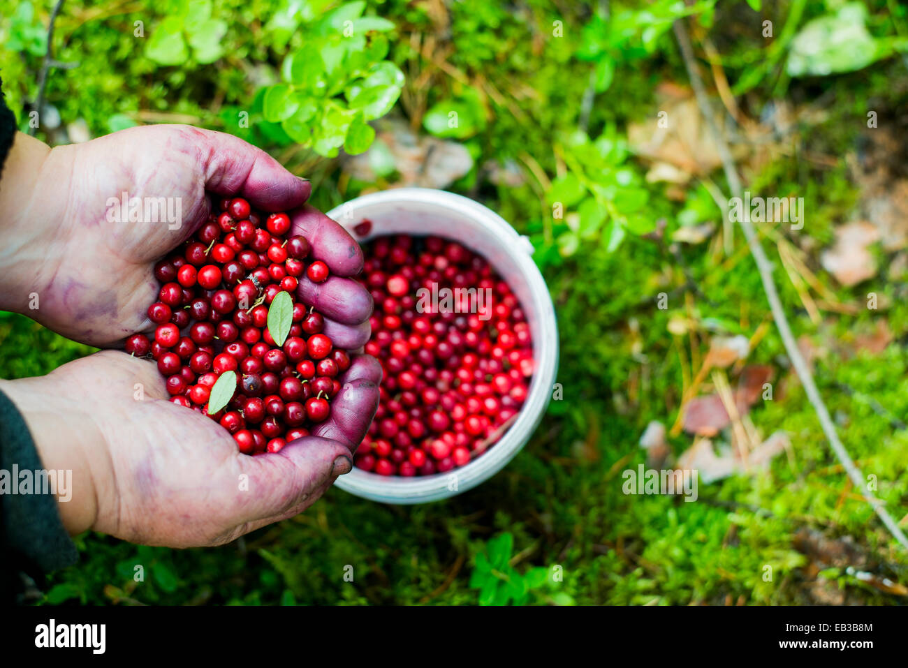 Close up of stained hands holding red berries over bowl Stock Photo - Alamy