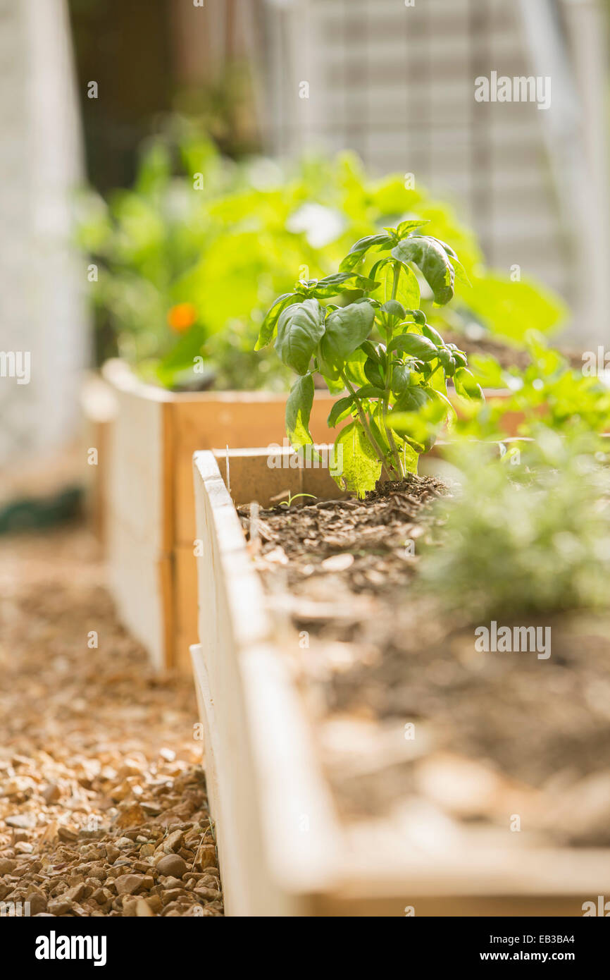 Plants growing in wood boxes in garden Stock Photo - Alamy