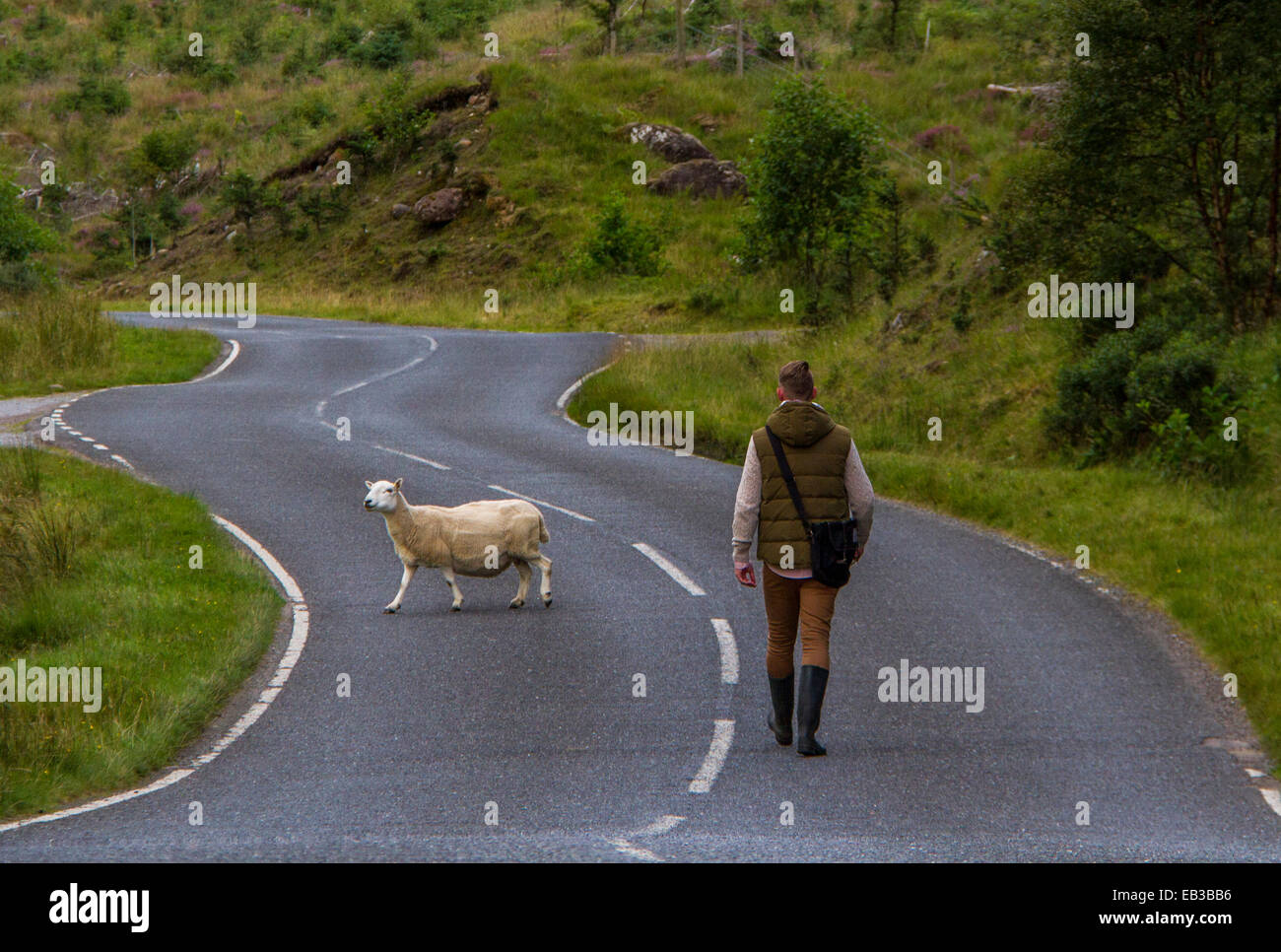 Man walking down the road and sheep crossing hi-res stock photography and images - Alamy