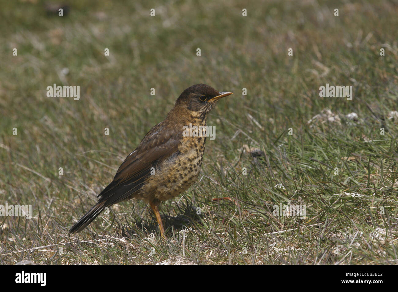 Falklands thrush hi-res stock photography and images - Alamy