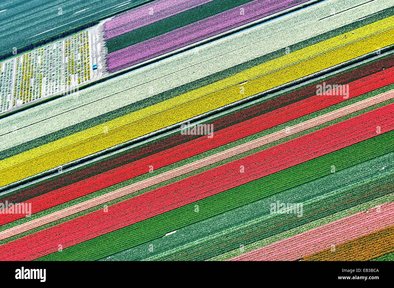 Aerial view of tulip fields, North Holland, Netherlands Stock Photo - Alamy