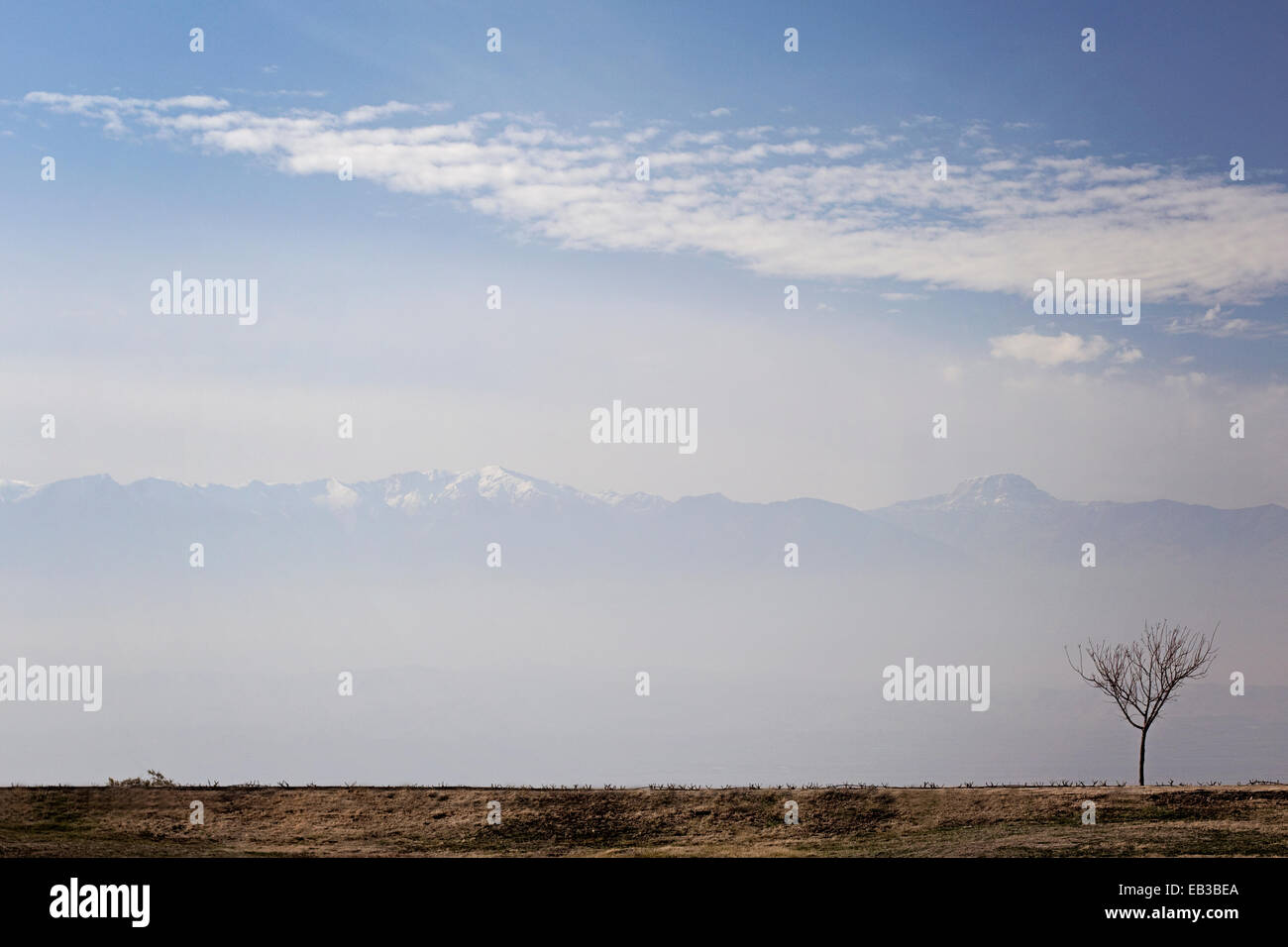 Turkey, Single tree with mountains in background Stock Photo - Alamy