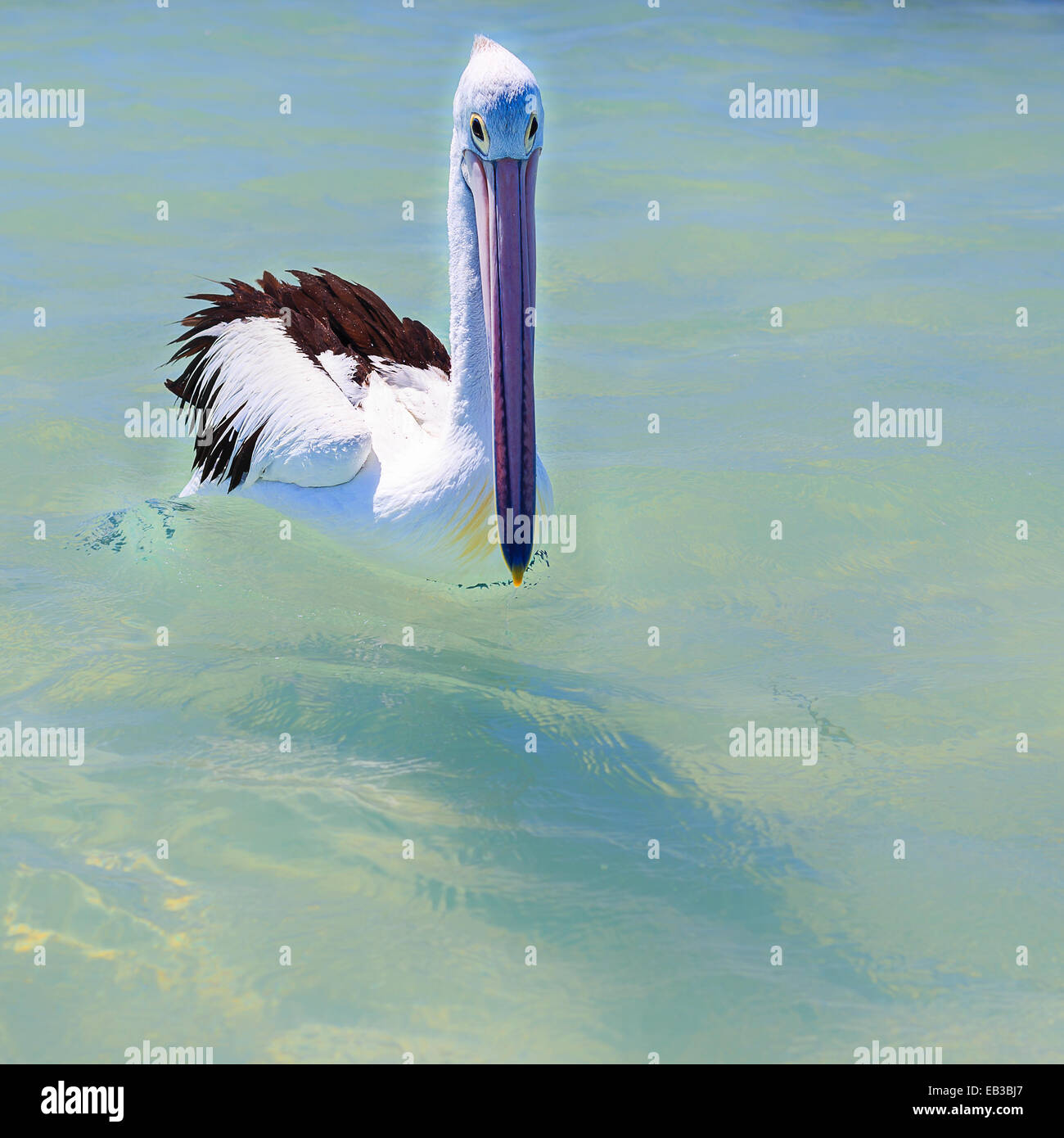Pelican swimming in sea, Australia Stock Photo - Alamy