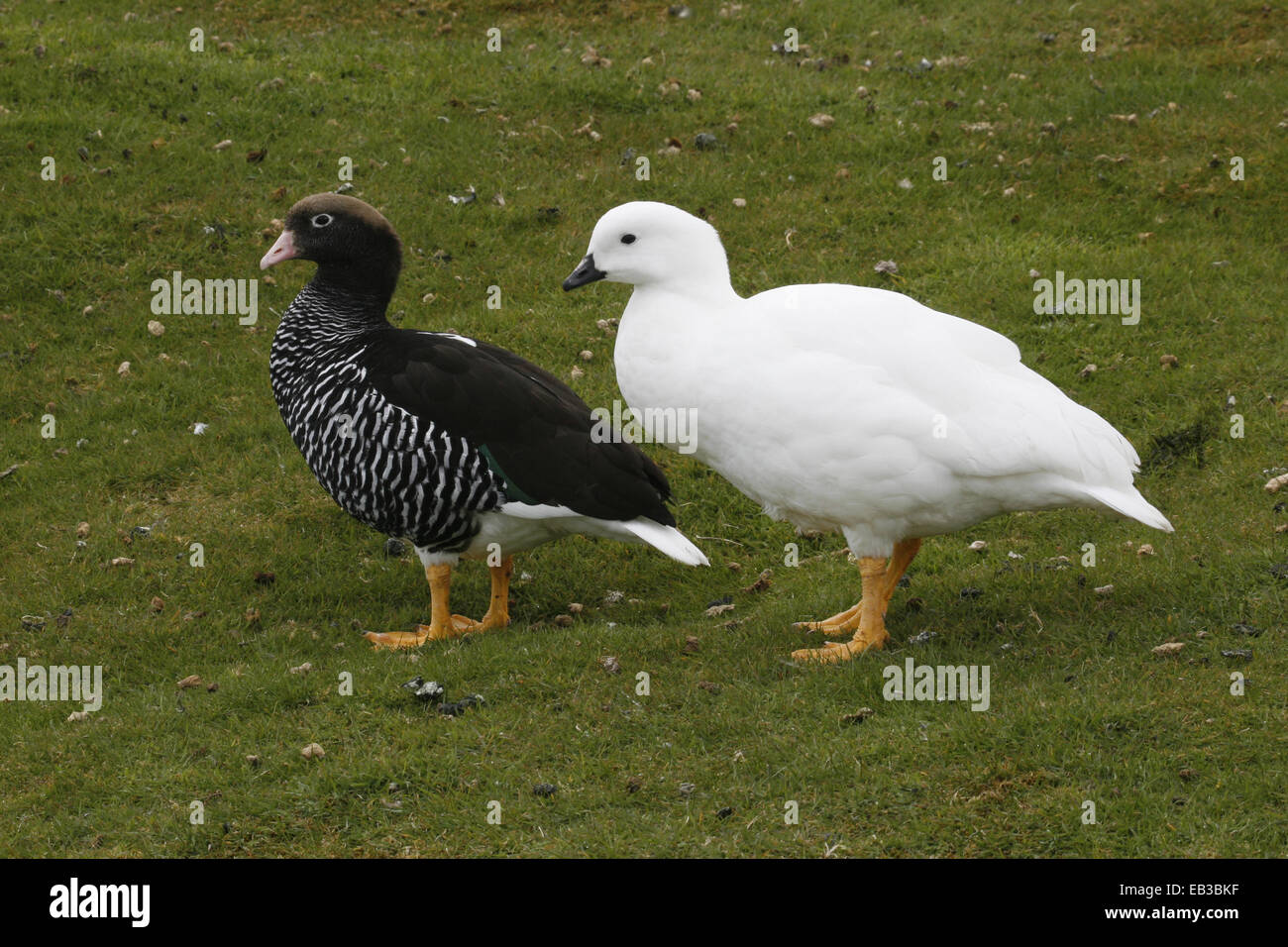 Kelp Geese Falkland Islands Pair Stock Photo - Alamy