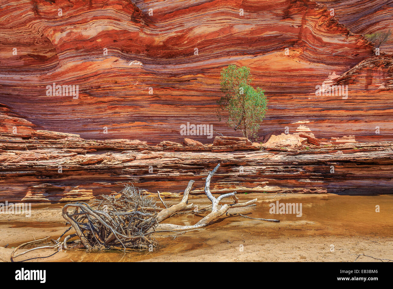 Fallen tree in front of desert rock formations, Kalbarri, Australia ...