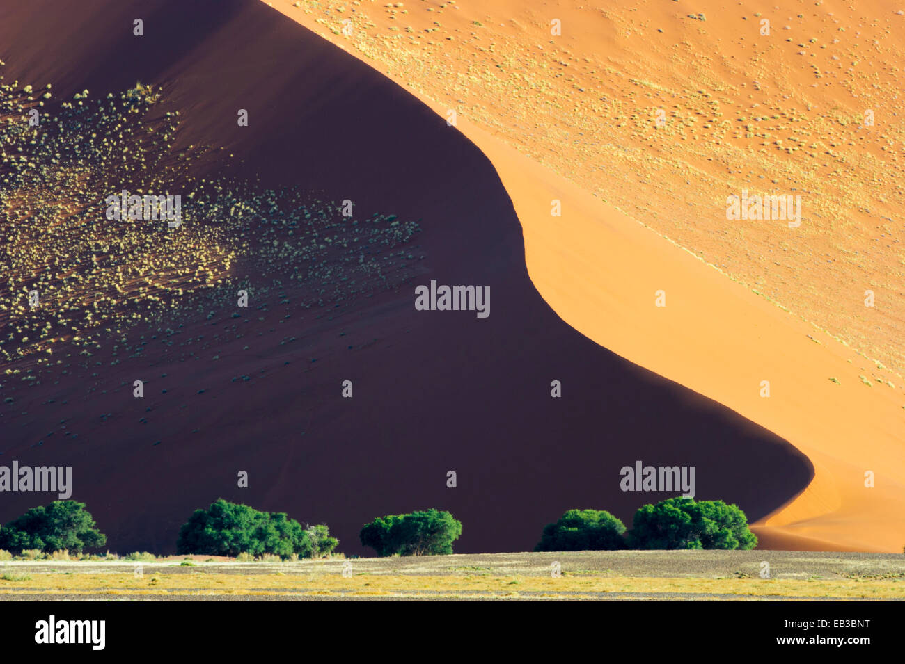 Namibia national flower hi-res stock photography and images - Alamy