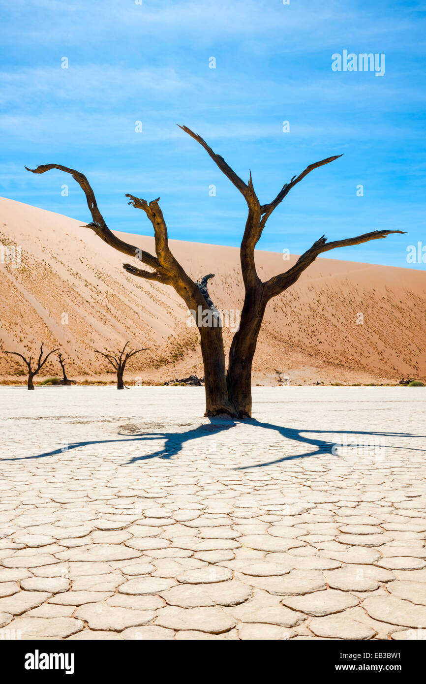 Namibia national flower hi-res stock photography and images - Alamy