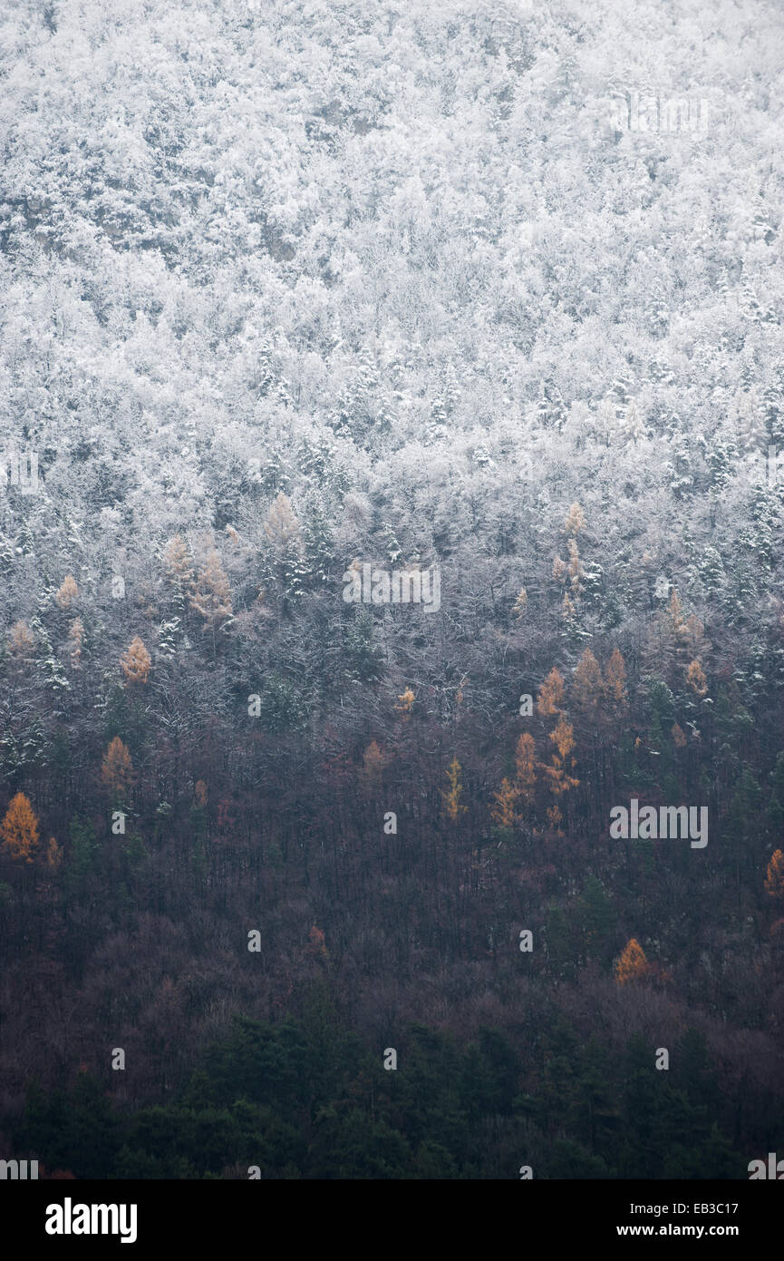 Late autumn scene with part of a forest covered in fresh snow Stock ...
