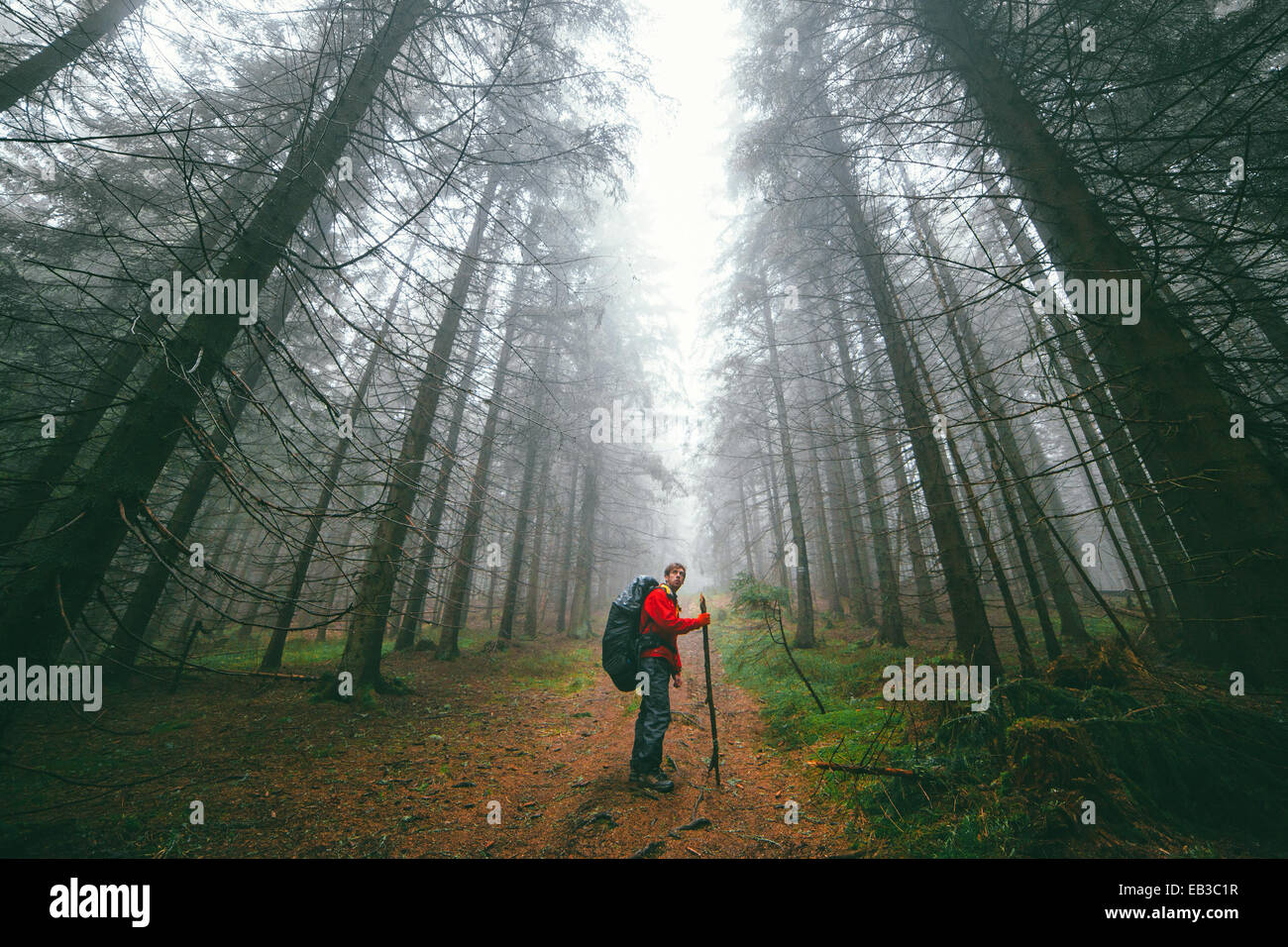 Hiker in forest Stock Photo - Alamy