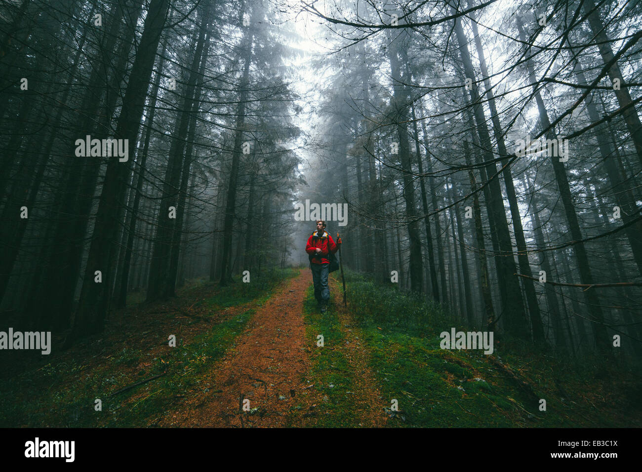Hiker in forest Stock Photo - Alamy