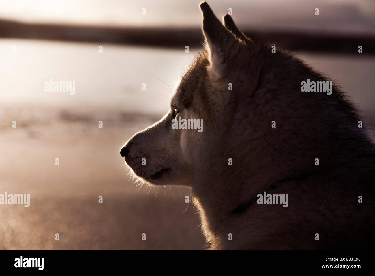 Husky profile hi-res stock photography and images - Alamy