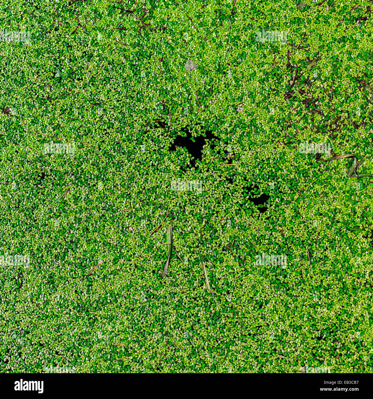 Close-up of duckweed in a pond Stock Photo - Alamy