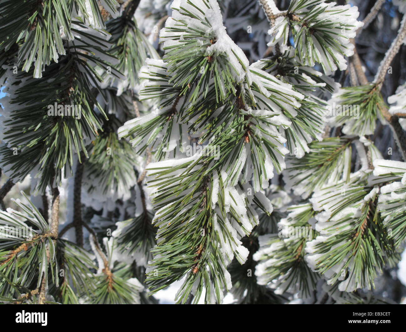 Conifer covered hi-res stock photography and images - Alamy