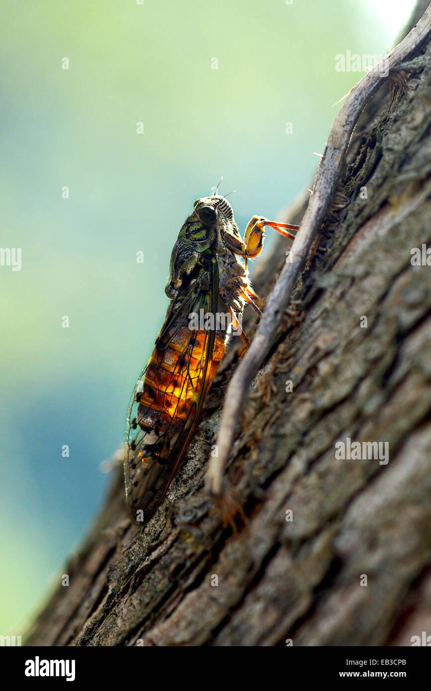 Cicada on tree Stock Photo - Alamy