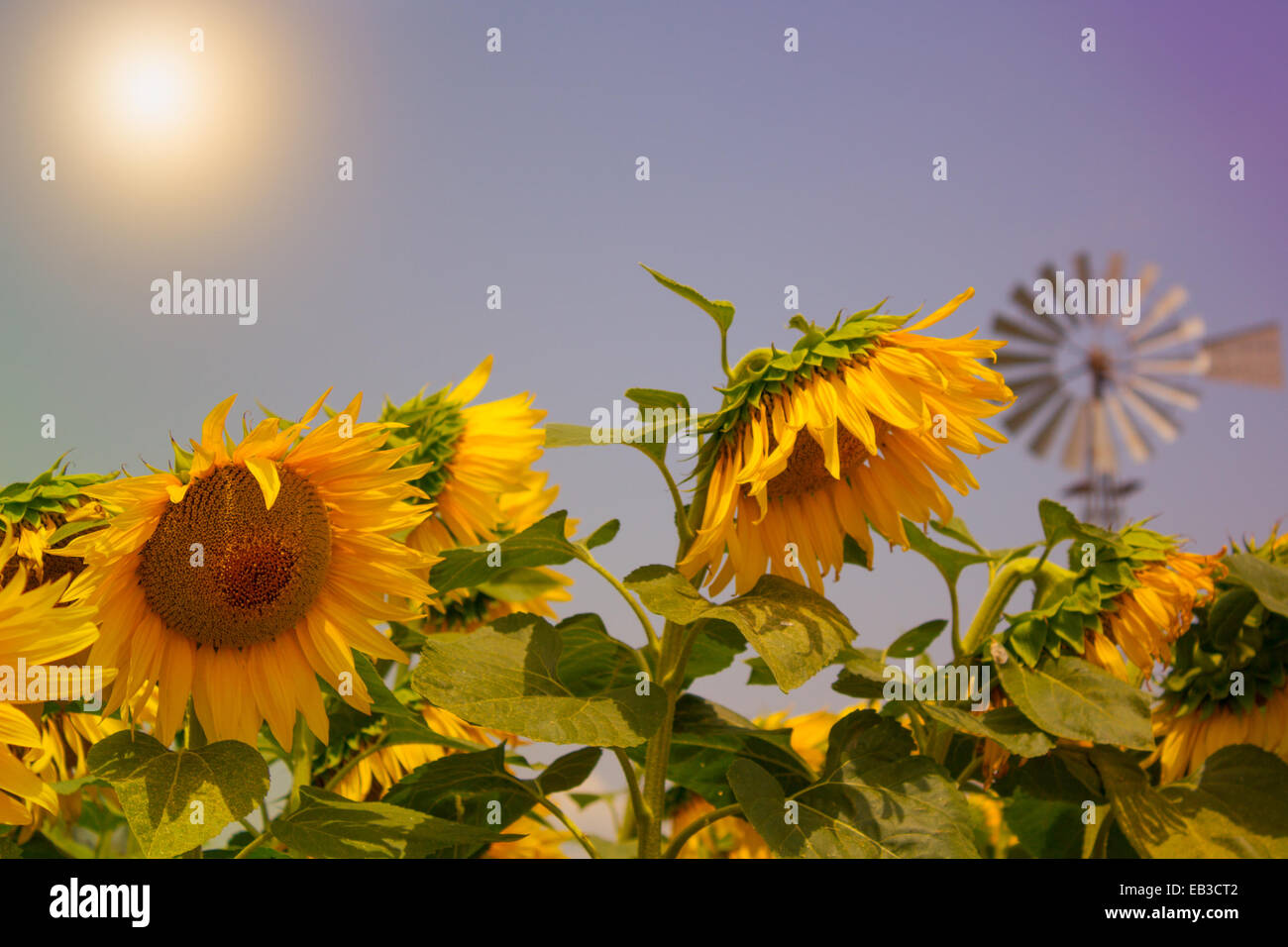 Close-up shot of sunflowers with sun and wind vane in background Stock ...
