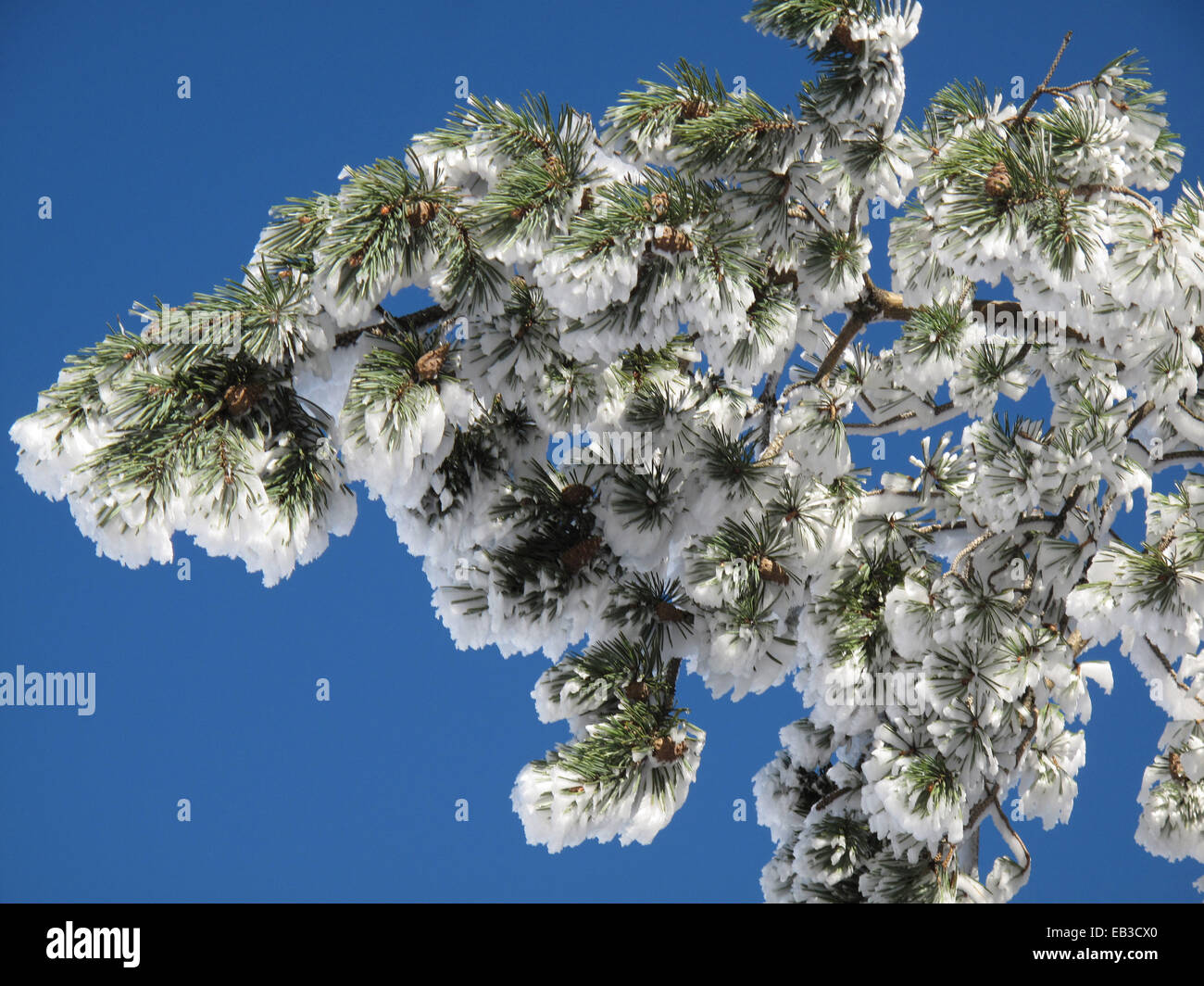 Conifer covered hi-res stock photography and images - Alamy