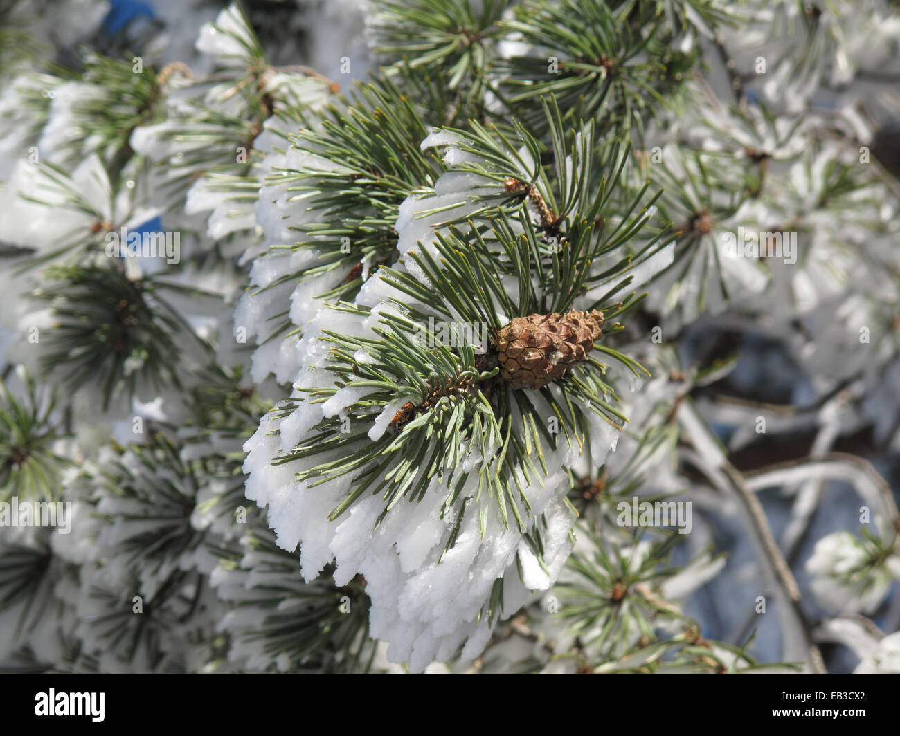 Conifer covered with snow; winter landscape Stock Photo - Alamy