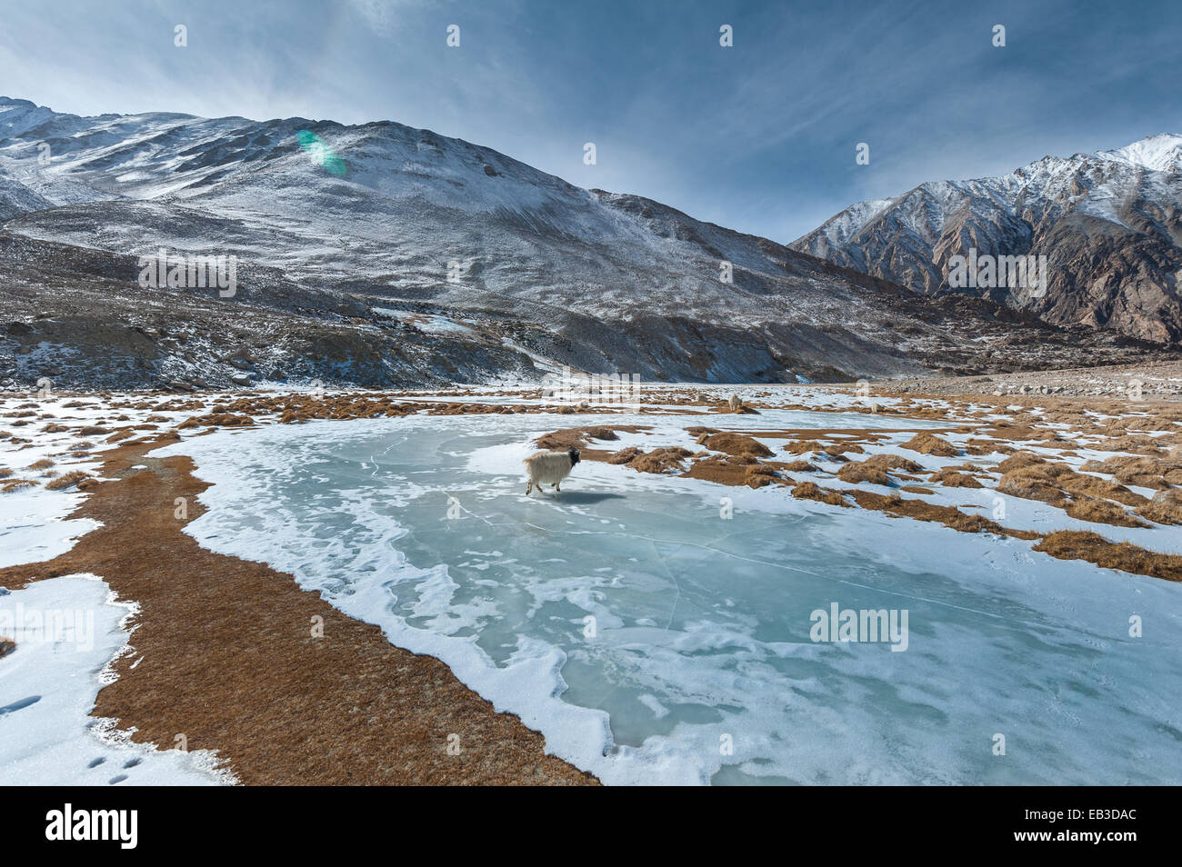 India changthang jammu kashmir goat hi-res stock photography and images ...