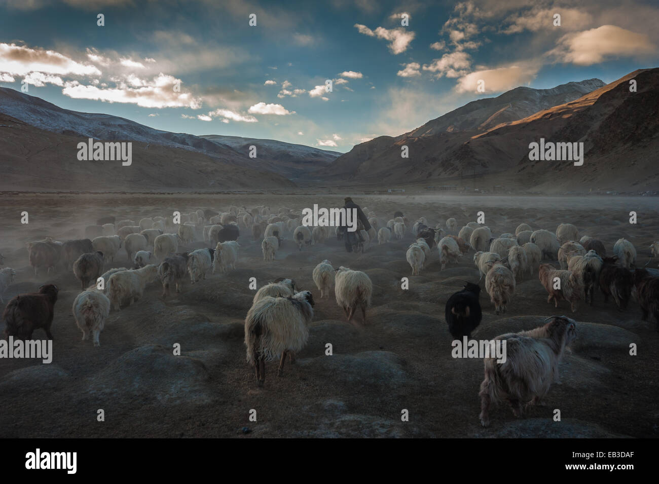 Changpa hi-res stock photography and images - Alamy