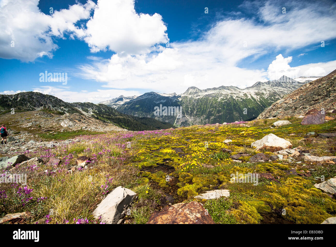 Canada, British Columbia, Garibaldi Park, Meadow in mountains Stock ...
