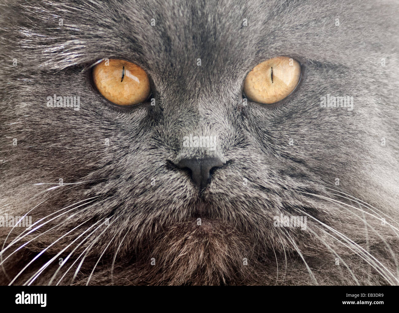 Close-up of persian cat Stock Photo - Alamy