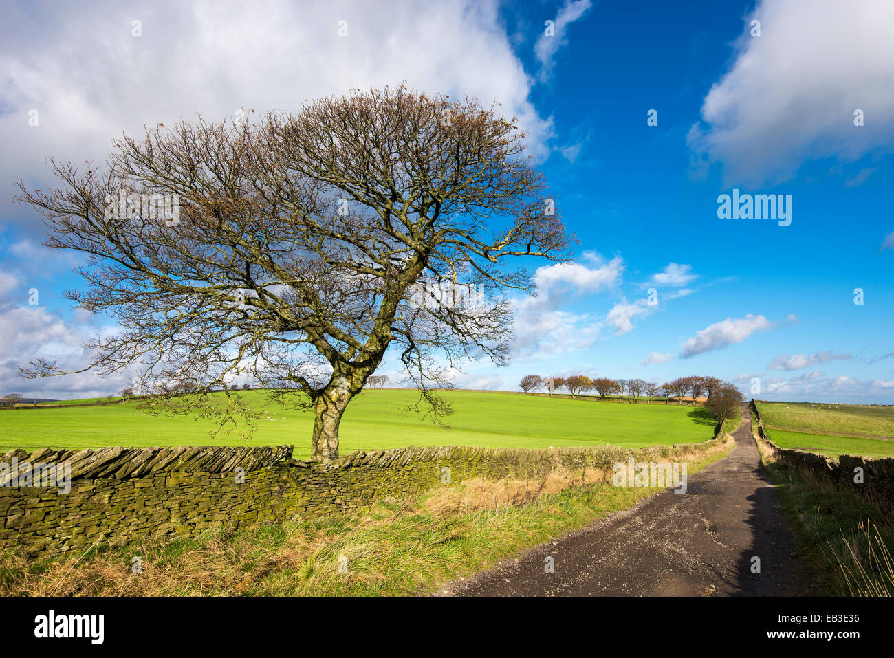 Yorkshire countryside on a beautiful, sunny day in Autumn. Fluffy ...
