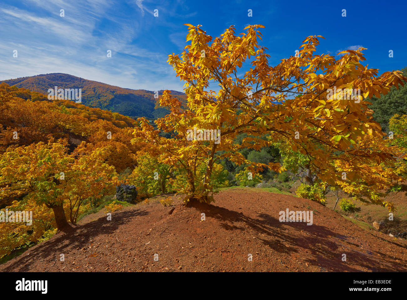 Chesnut forest (Castanea sativa), Valle del Genal, Autumn, Genal Valley ...