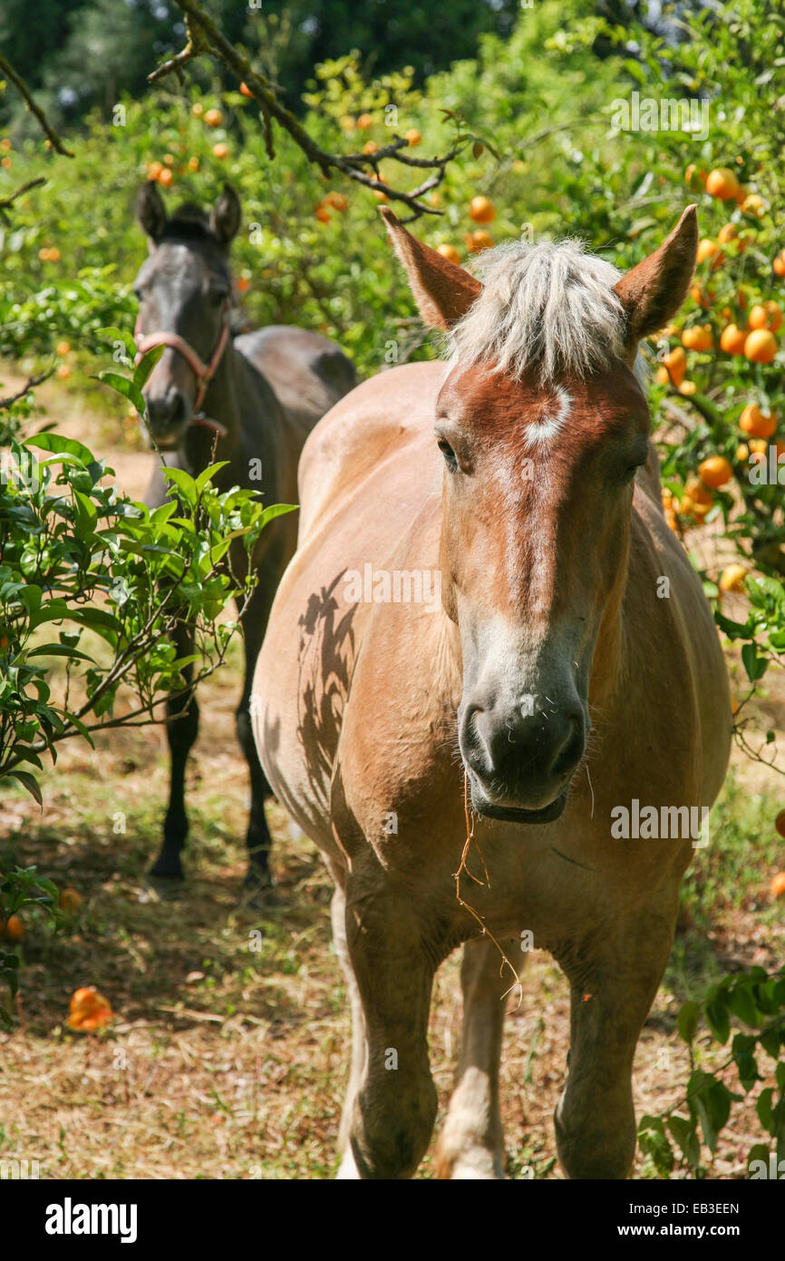 Beauty vacation europe colourful forest leaves hi-res stock photography ...